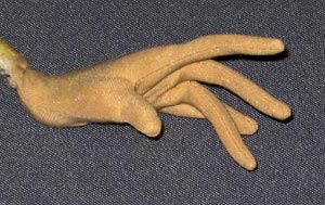 Natural looking cloth hands